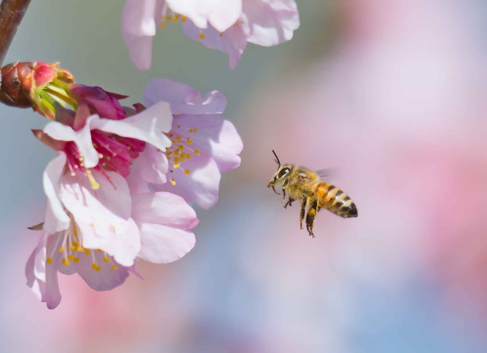 Organic Pest Control: The Best Plants to Attract Beneficial Insects and ...